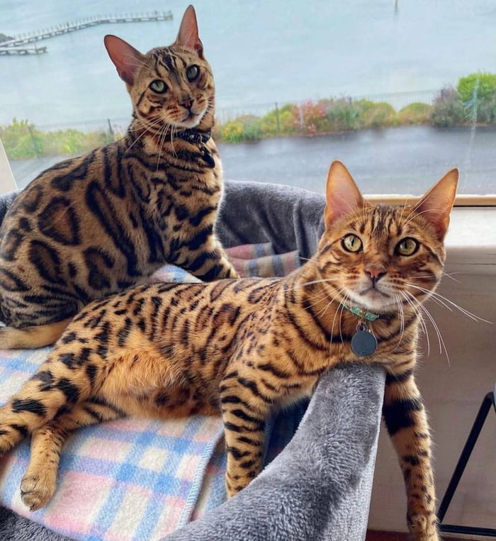 Cheetah cats :) - 9GAG