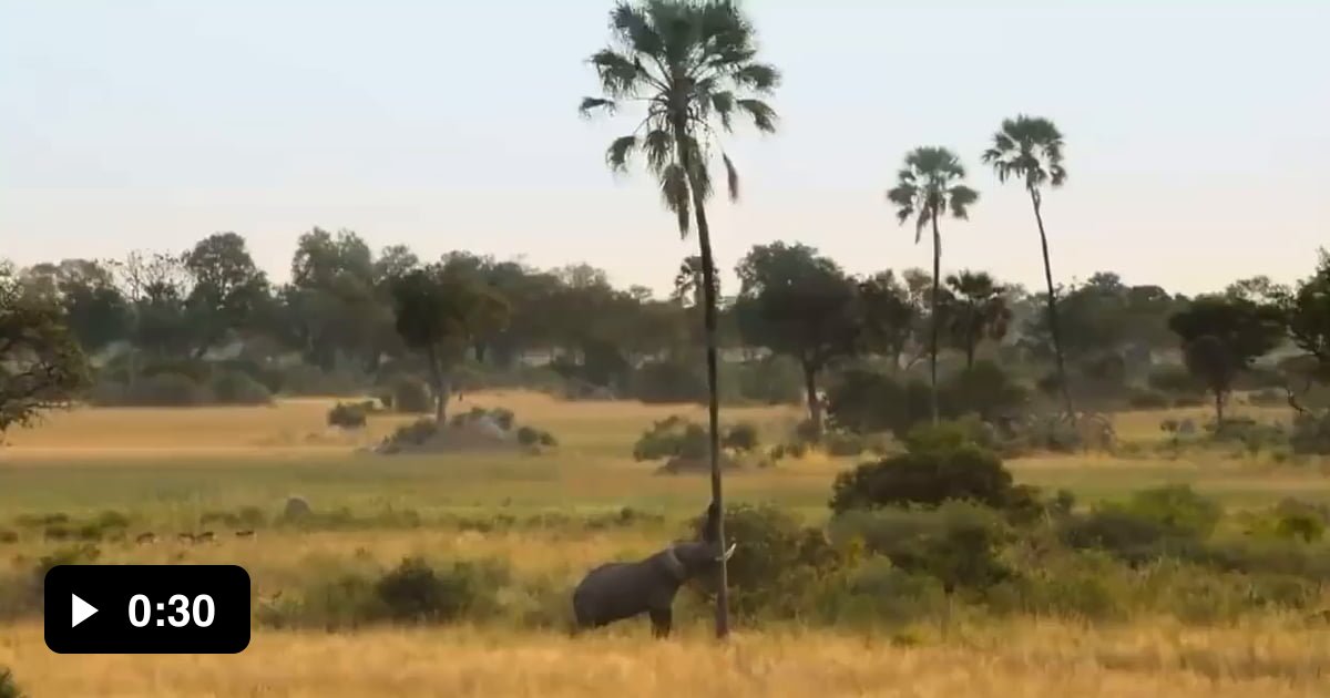 Elephant shaking fruit from a tree with legendary cinematography. - 9GAG