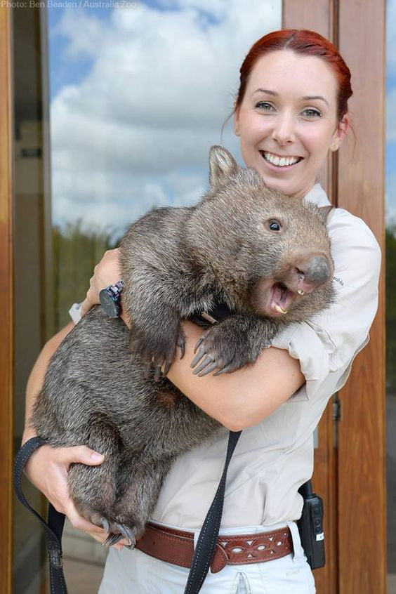 A wombat getting some snuggles - 9GAG