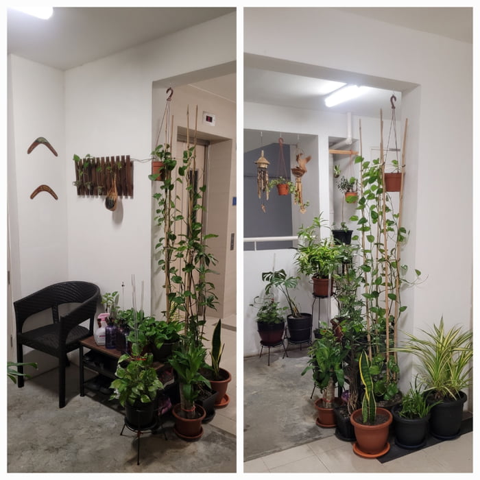 My own mini rainforest outside my HDB unit - 9GAG