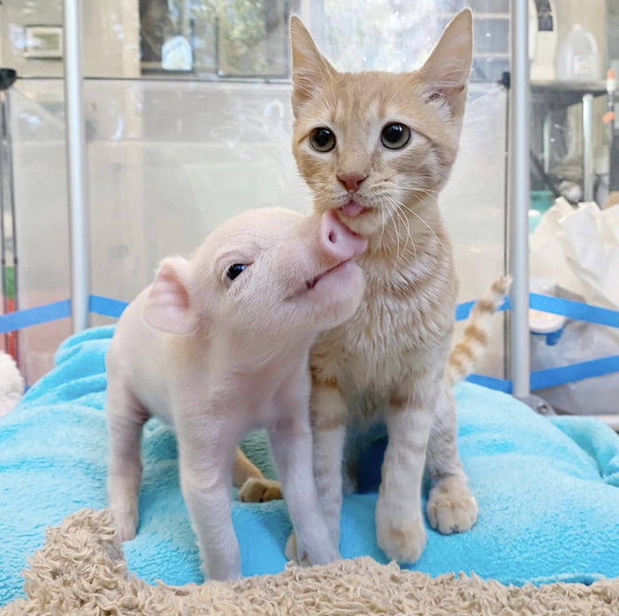 The Kitten Lady’s newest foster, Isa the piglet - 9GAG
