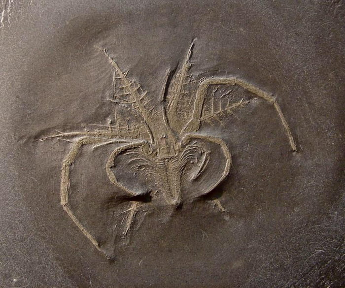 Mimetaster hexagonalis, known from the Hunsrück Slate in Germany. It ...