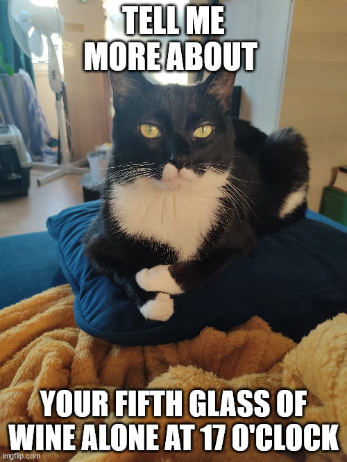 Let me be damn cat - 9GAG