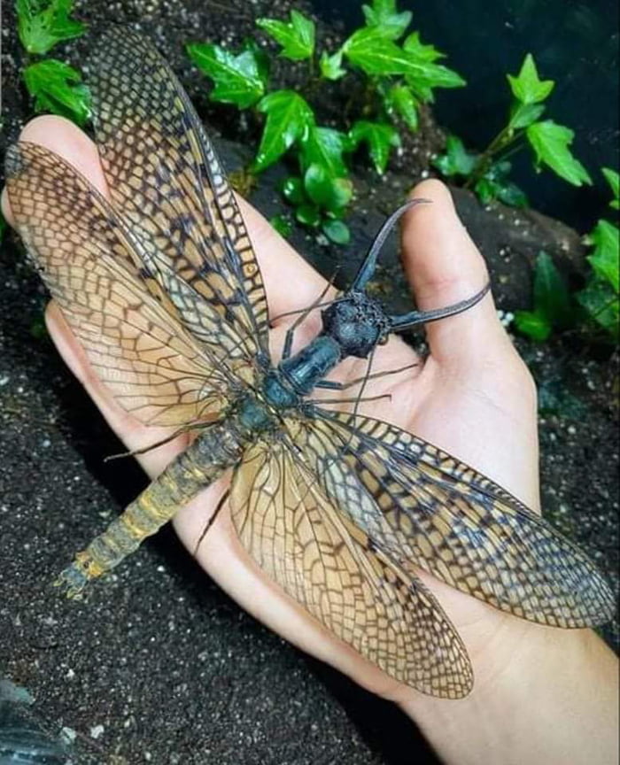 Acanthacorydalis fruhstorferi (Giant Chinese Dobson Fly) - 9GAG