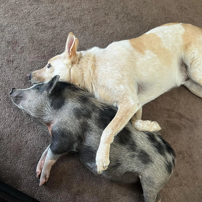 Dog s Turn To Be Big Spoon 9GAG Dog s Turn To Be Big Spoon 9GAG
