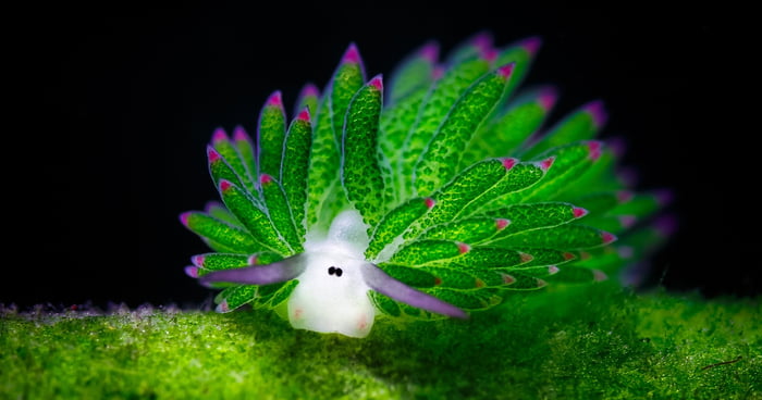 This is a Japanese leaf slug. It lives in the ocean and grows to about ...