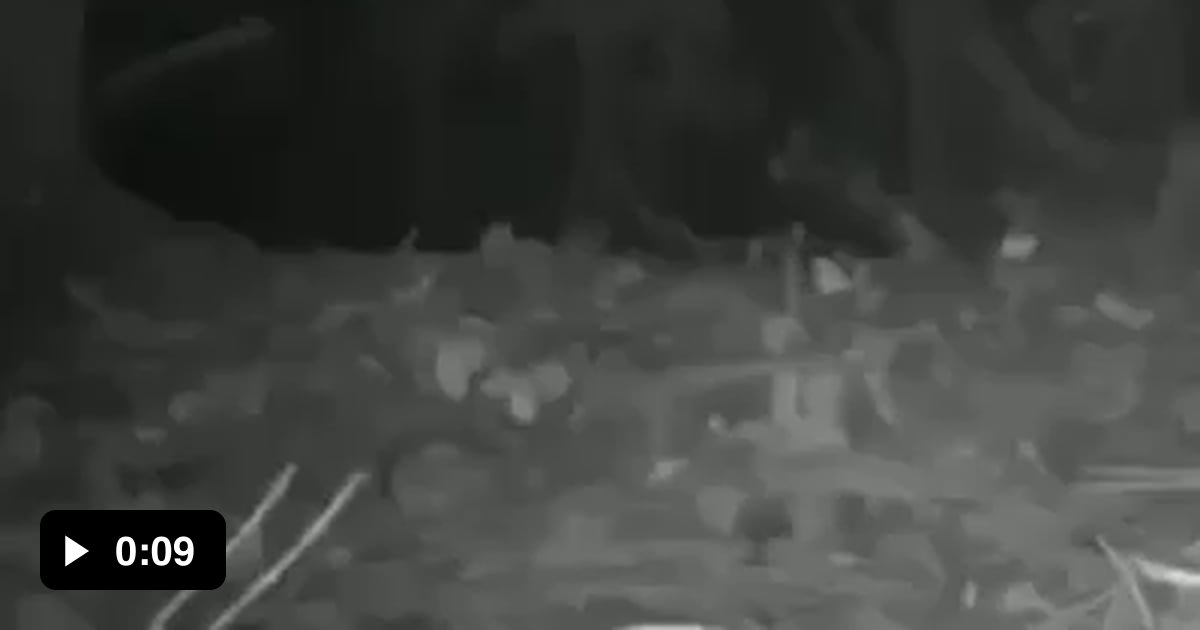 Predator and prey walking home after a whole day of acting for Nat Geo ...