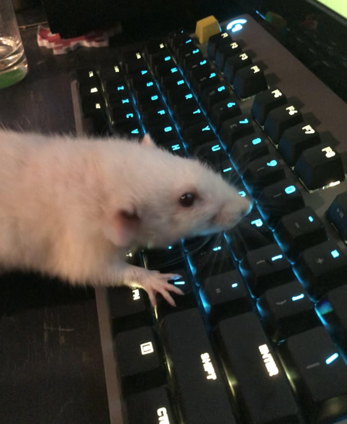 You’ve seen a gaming mouse, but have seen a gaming rat? - 9GAG