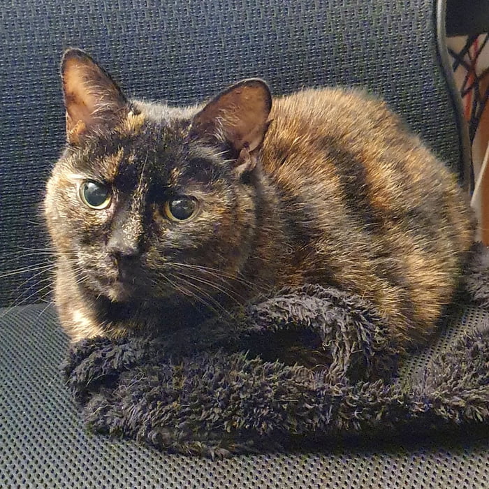 My 17 year old Cat, Her name is Twiglet and she loves attention. - 9GAG