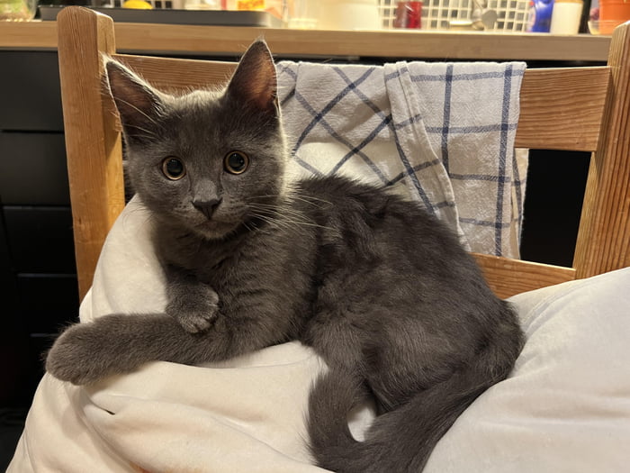 Itty bitty polite kitty - 9GAG