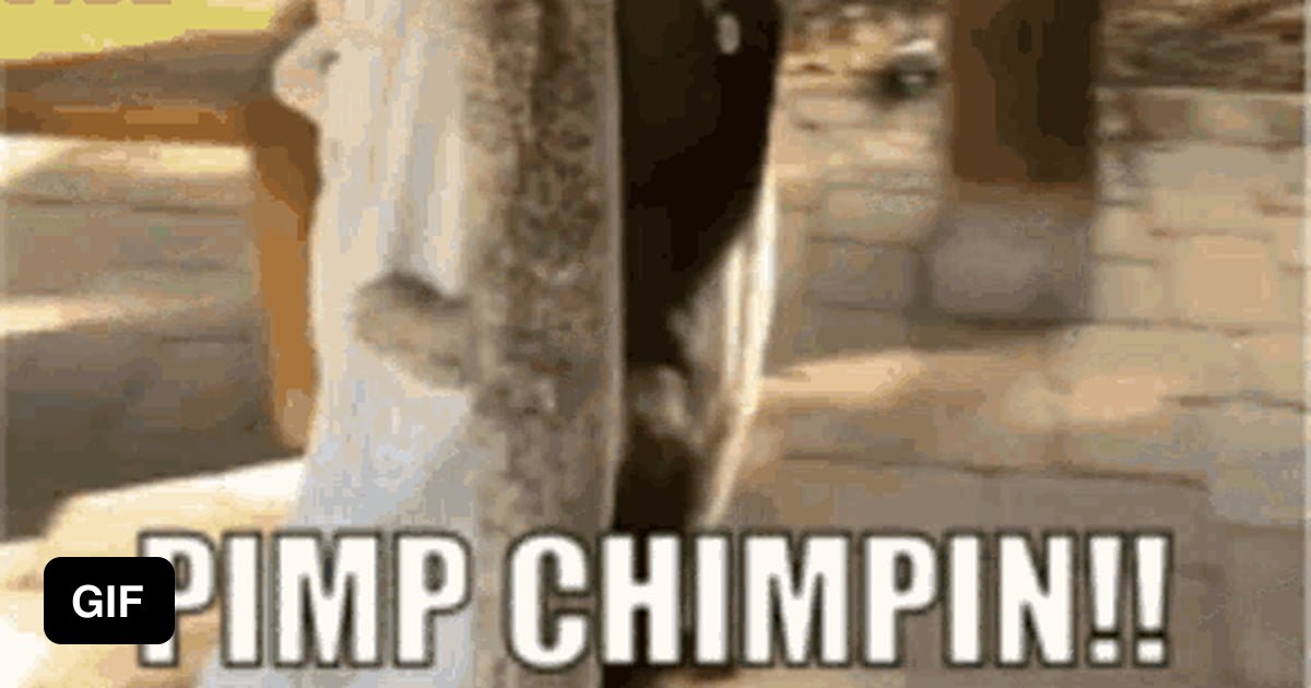 We pimp chimpin - 9GAG