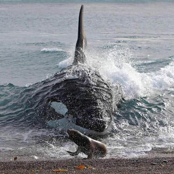 Rituals of the Orca; almost beaching itself for a meal. By: Sylvain ...