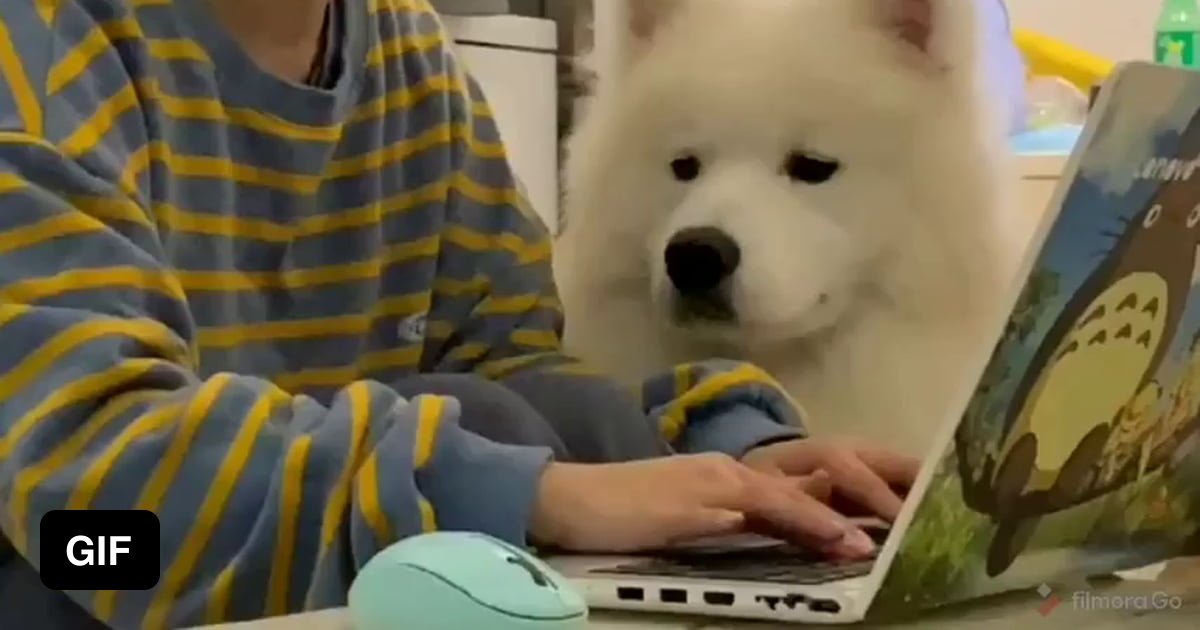 Big white floof - 9GAG