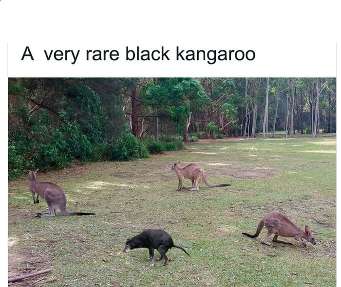 So Rare, Very Elusive, Much one of a kind - 9GAG
