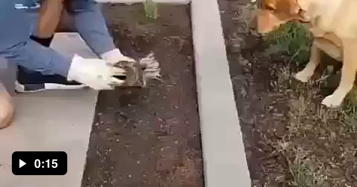 If you ever need help with gardening, call doggo - 9GAG