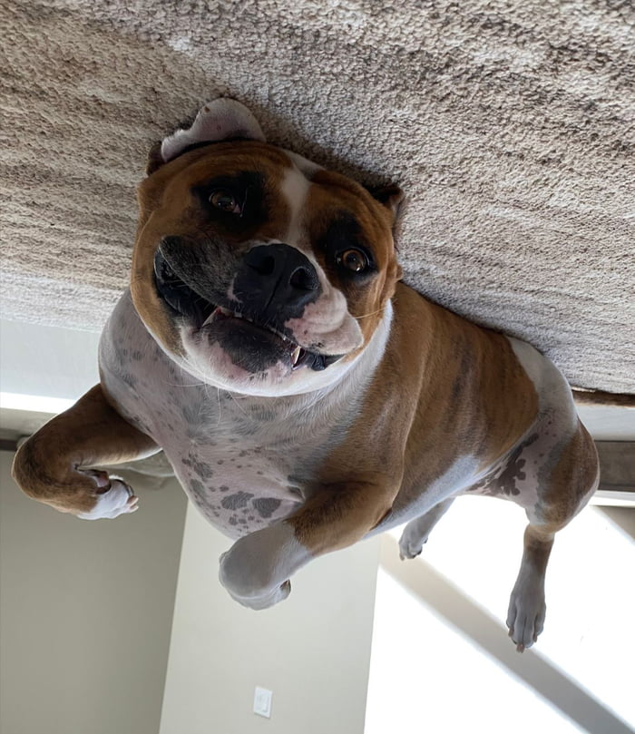 The elusive ceiling dog - 9GAG