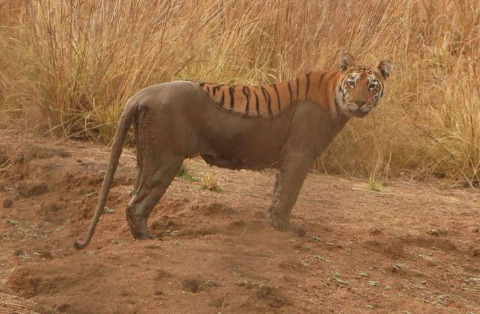 Tiger after mud bath - 9GAG