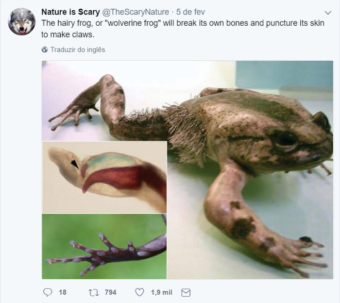 Here's the most badass frog you'll hear about - 9GAG