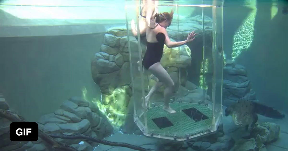 Crocodile upclose cage dive - 9GAG