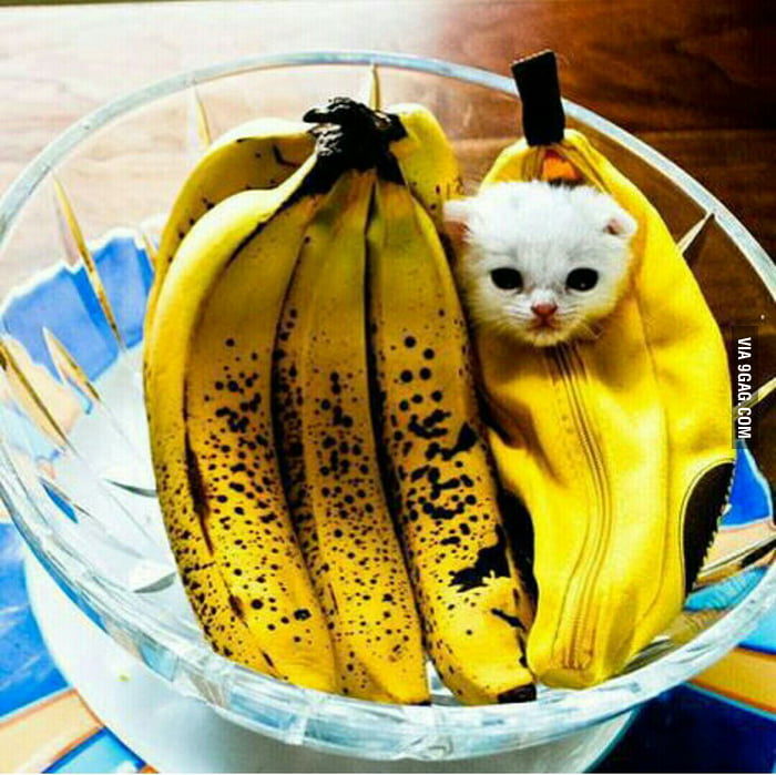 9gag on an image. - 9GAG