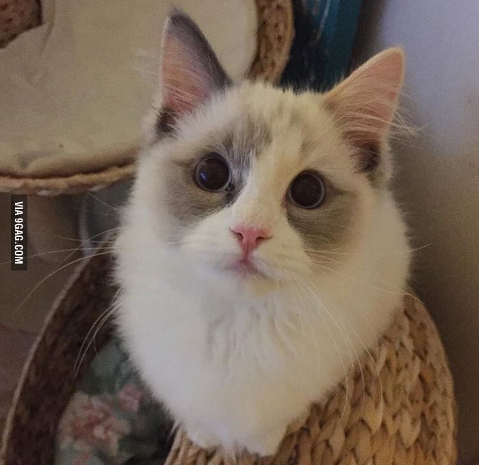 Her name is wabbit - 9GAG