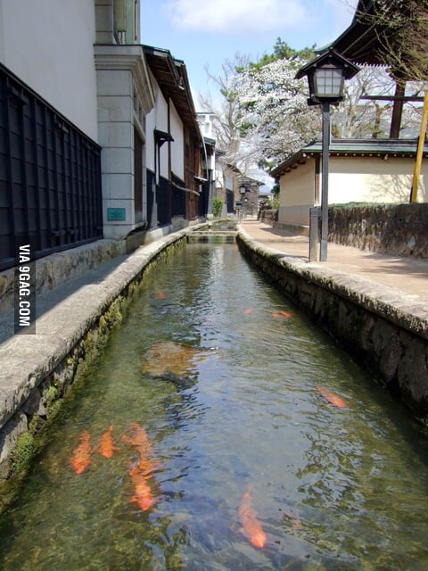 Sewer in Japan.. It's so clean they even have koi in it - 9GAG