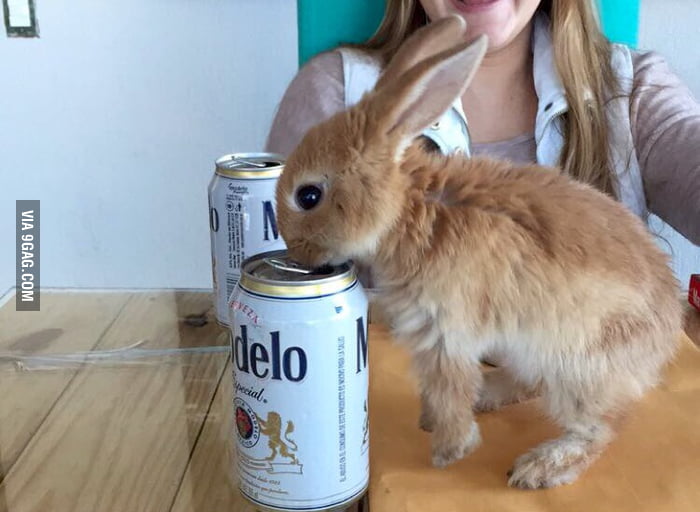 When bunny starts looking for beer you know it's begun - 9GAG