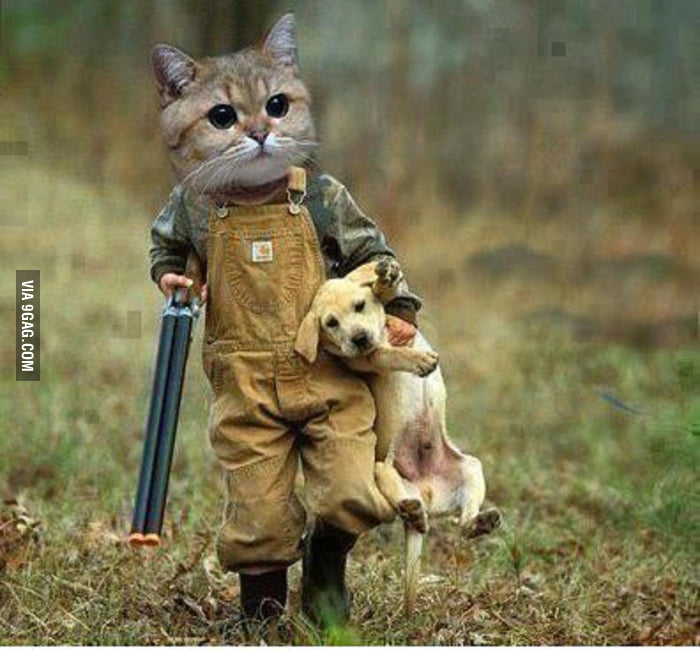 Tough cat - 9GAG