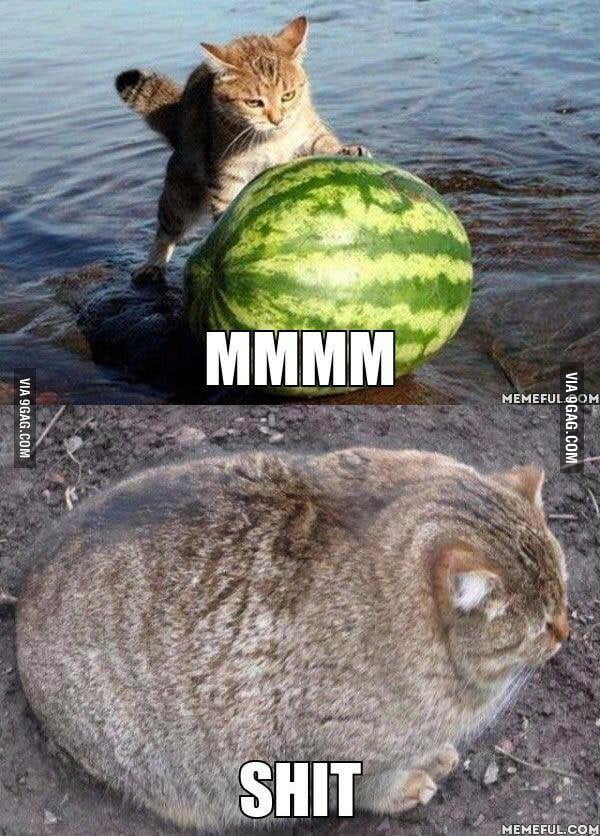 Melon cat. - 9GAG