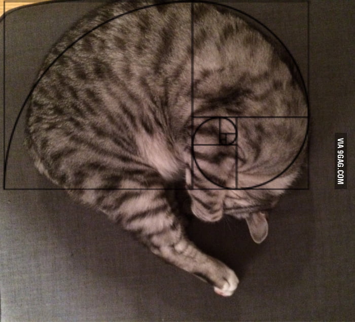 My cat is a fine example of the golden spiral... WTF Fibonacci?! - 9GAG