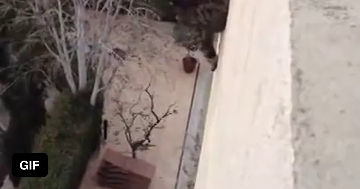 Cat falls from a 3 story building and survives. - 9GAG
