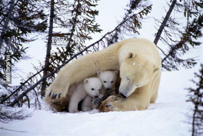 Cuddle up, its cold outside - 9GAG