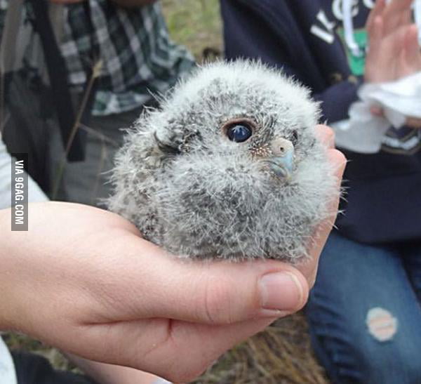 The perfect mixture of fluffy and ugly - 9GAG
