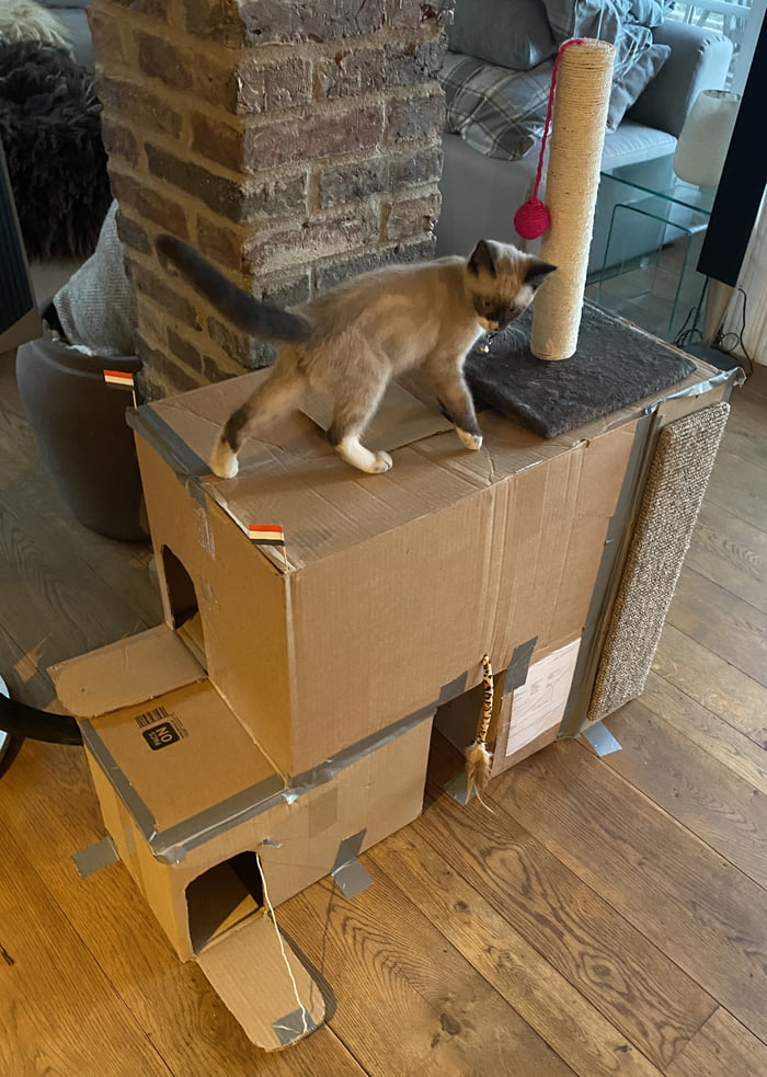 I made my cat a fort - 9GAG