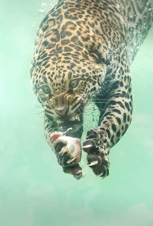 Photographer captures rare moment jaguar diving to catch food. (p.h ...