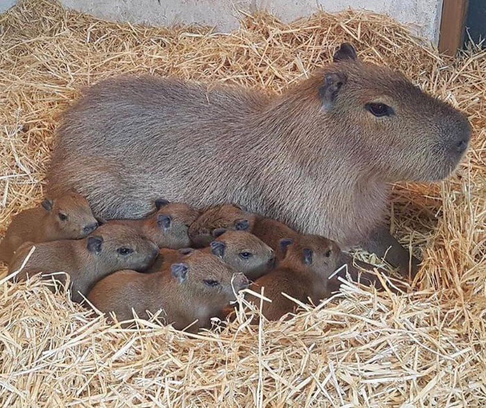 Capybaras - 9GAG