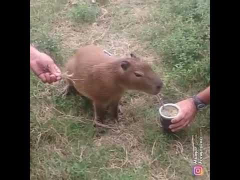 Just a Capybara drinking mate - 9GAG