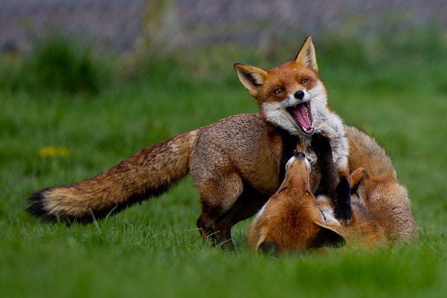 Foxes are extremely playful Foxes love to play. They’re even known to ...