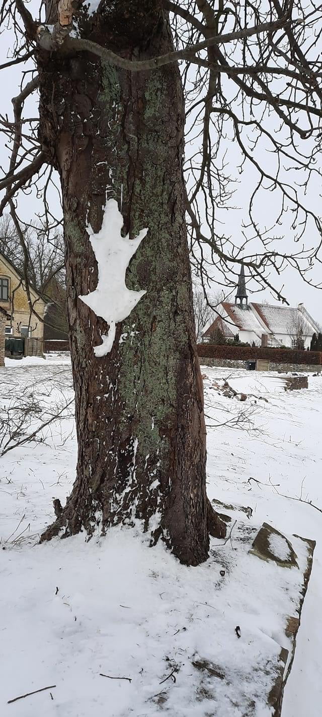 Frozen squirrel? - 9GAG