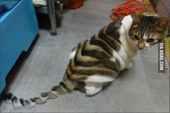 Anyone for a slice of cat? - 9GAG