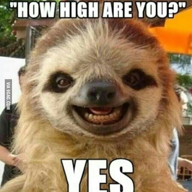 420 sloth it - 9GAG