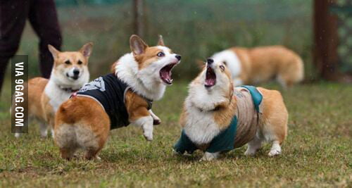 Corgi FIGHT! - 9GAG