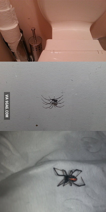 Australia can suck sometimes, here's the most venomous spider we have ...