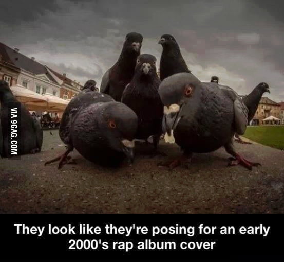 Gangsters pigeons - 9GAG