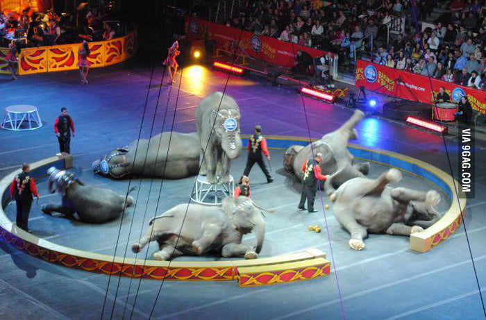 Nice action shot of elephant pooping at the circus - 9GAG