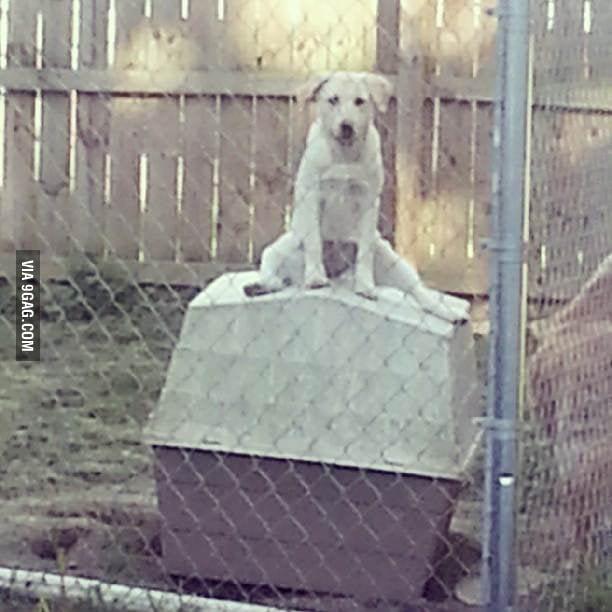 My friend's dog is not a normal dog - 9GAG