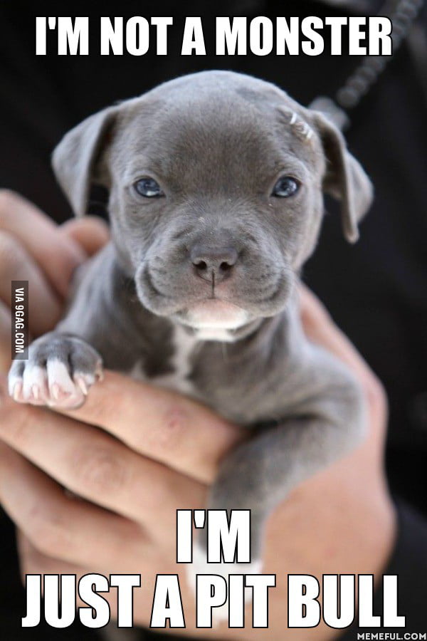 Just a Pitbull - 9GAG