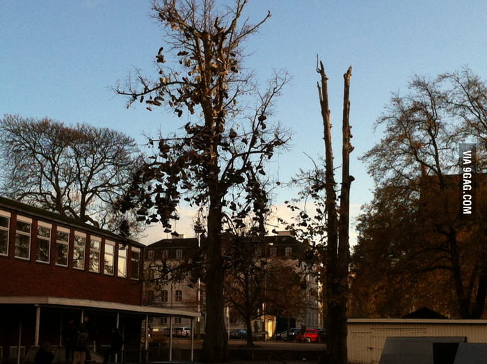 "The shoe tree" Aarhus, Denmark - 9GAG