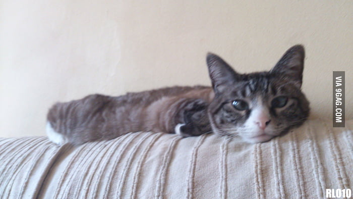 My cat Sosa is cross eyed ! - 9GAG