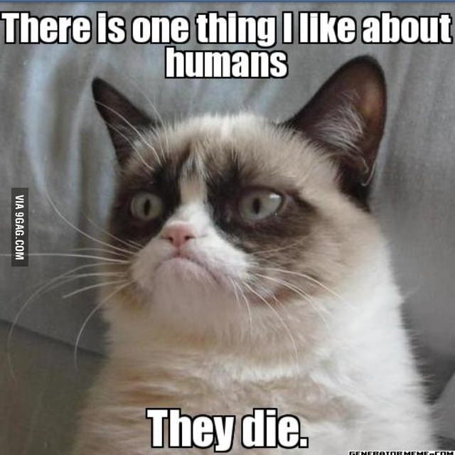 Grumpy cat is grumpy - 9GAG